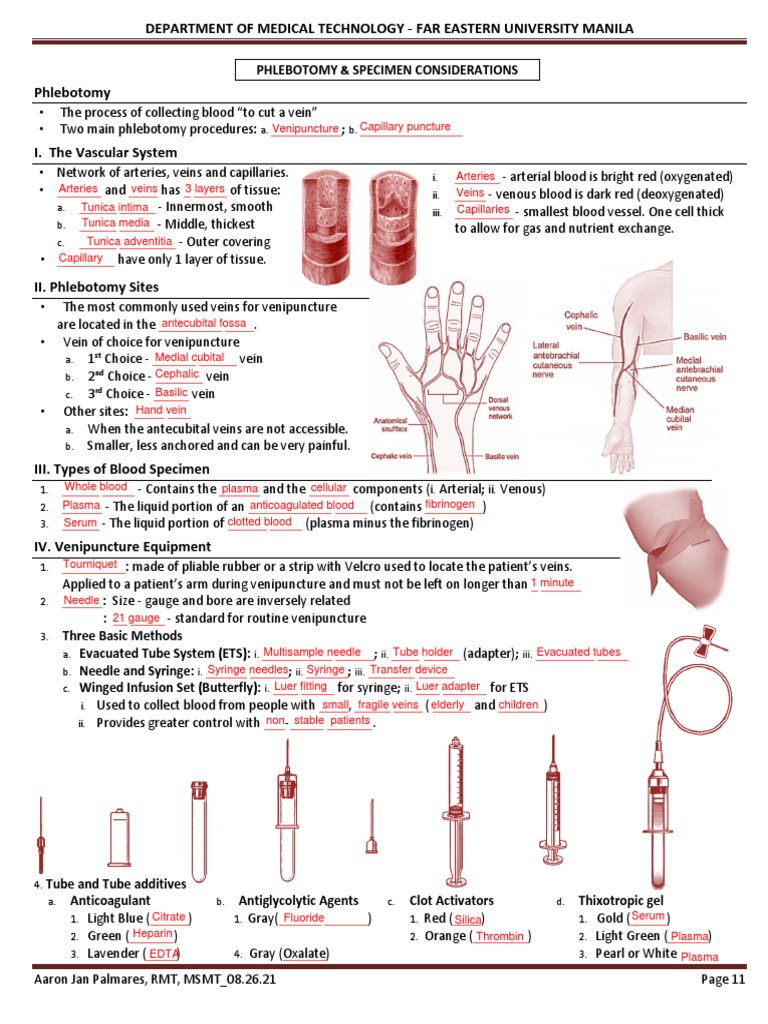 Week 4 - Phlebotomy | PDF | Vein | Artery