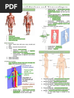 Directional Terms Worksheet | PDF | Anatomical Terms Of Location | Elbow