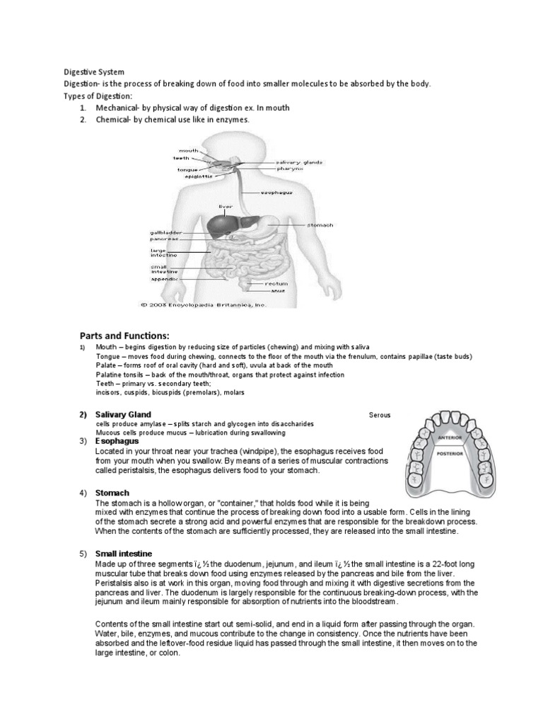 Digestive System | PDF