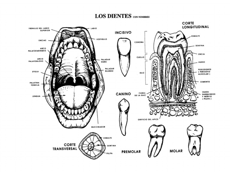 Los Dientes Con Nombres | PDF