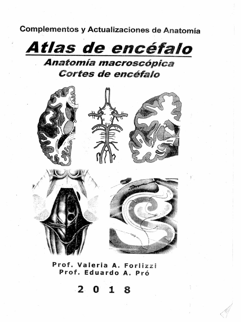 Apunte de Pró y Forlizzi - Neuroanatomía (Actualizado) | PDF