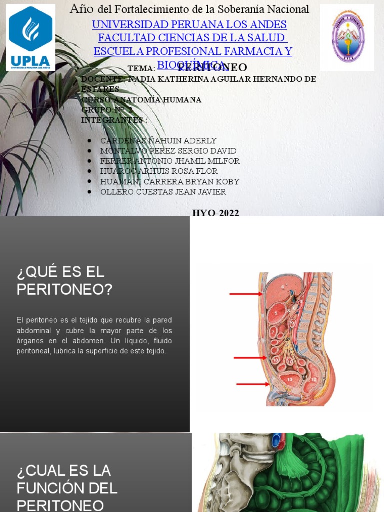 PERITONEO | PDF | Abdomen | Peritoneo