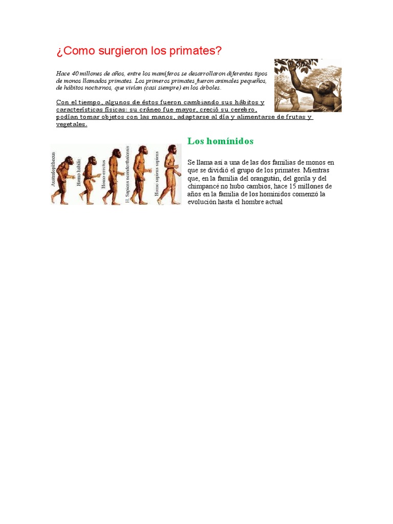 Como Surgieron Los Primates | PDF