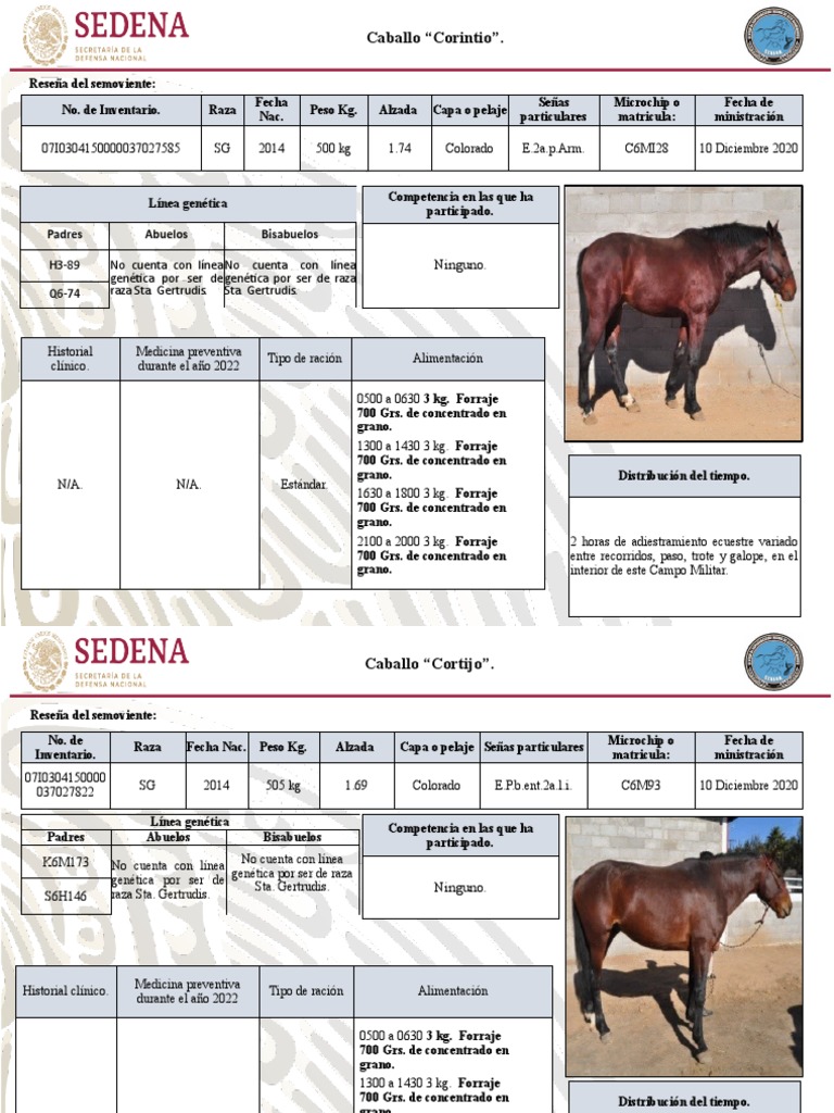Agenda Ganado Equino 2o RCM | PDF | Caballos | Équidos
