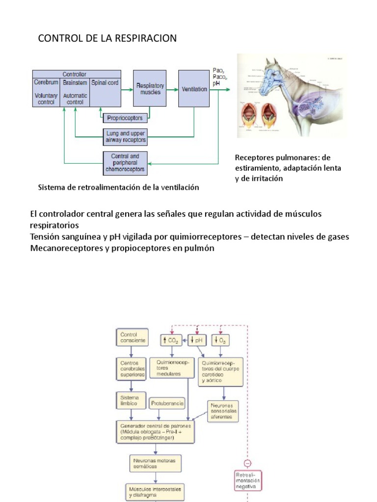 Control de la Respiración y Ventilación | PDF | Sistema respiratorio ...