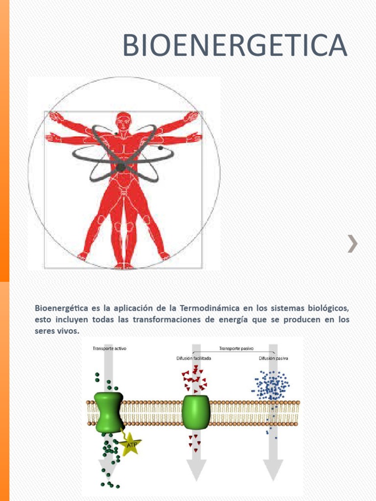 Bioenergetica | Descargar gratis PDF | Bioenergética | Termodinámica