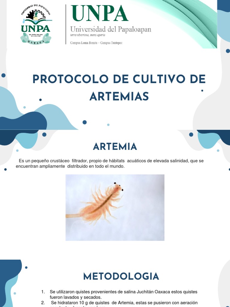 Diapositiva de Artemias | PDF