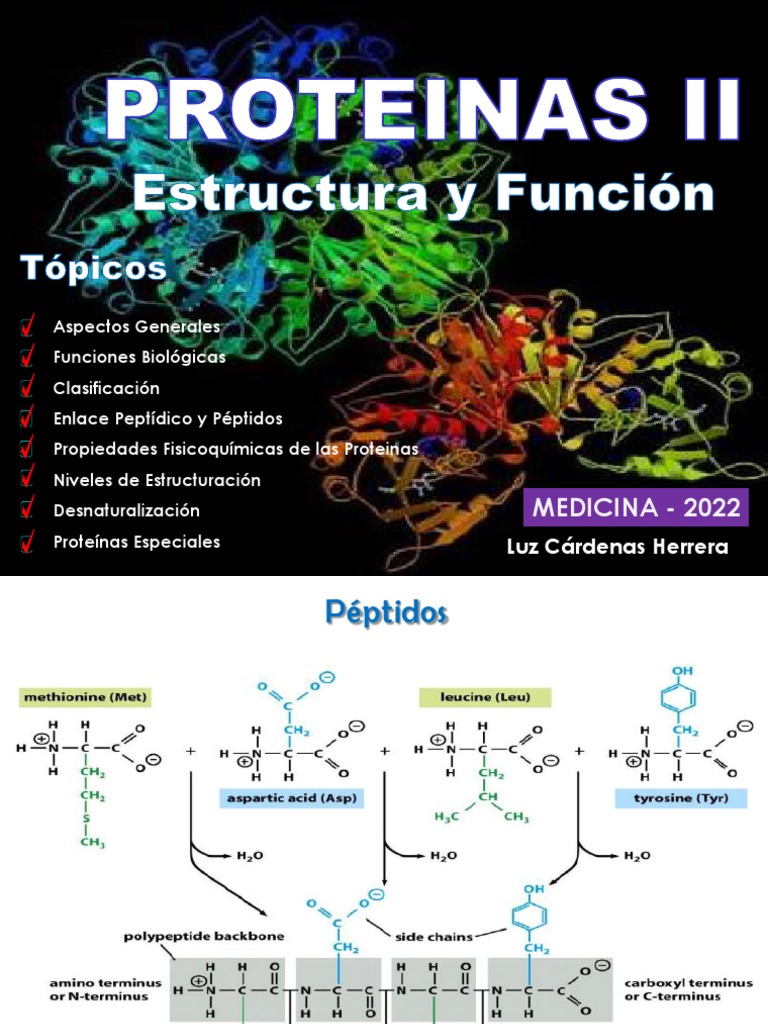 Proteinas Ii Clase Medicina - 22 | PDF | Proteínas | Dominio de proteínas