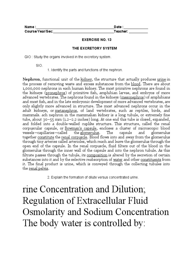 Nephron Function and Urine Formation | PDF | Kidney | Animal Anatomy