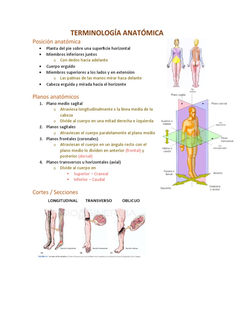 Terminología Anatómica | PDF | Términos anatómicos de ubicación | Zoología