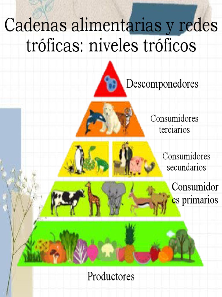 Cadenas Alimentarias y Redes Tróficas | PDF