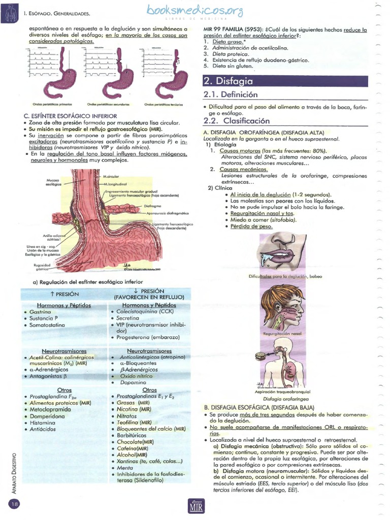 Erge | PDF | Esófago | Anatomía
