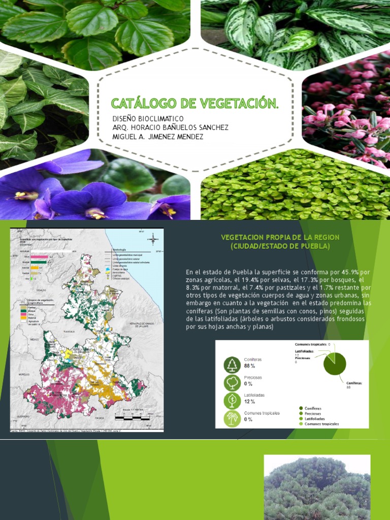 Catalogo de Vegetacion | PDF | Plantas | Botánica