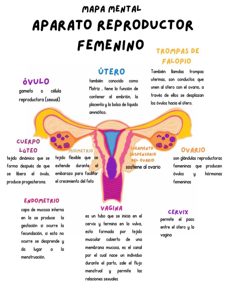 Mapa Mental Sistema Reproductor | PDF | Sistema reproductivo | Anatomía