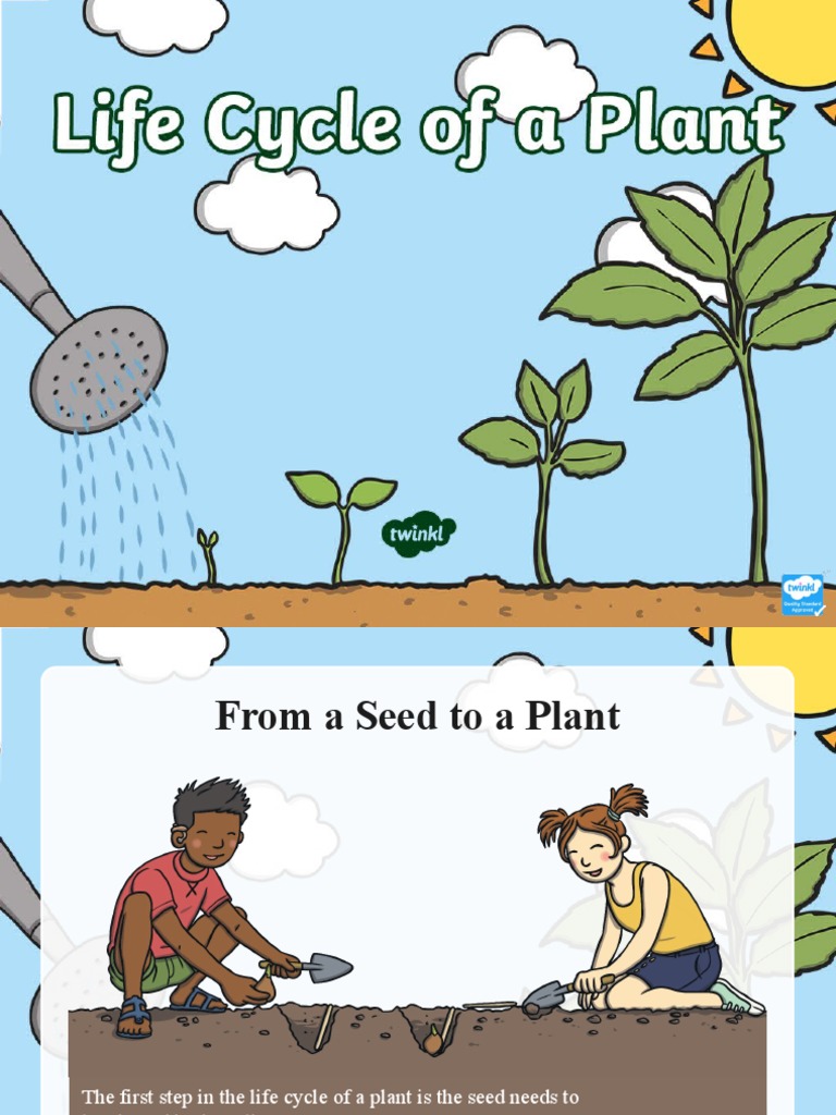 Life Cycle of A Plant Powerpoint - Ver - 2 | PDF | Home & Garden | Wellness