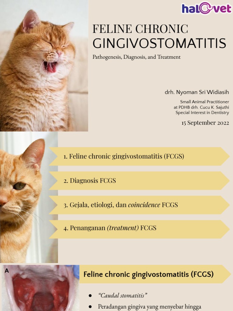 Feline Chronic Gingivostomatitis (HaloVet 2022) | PDF