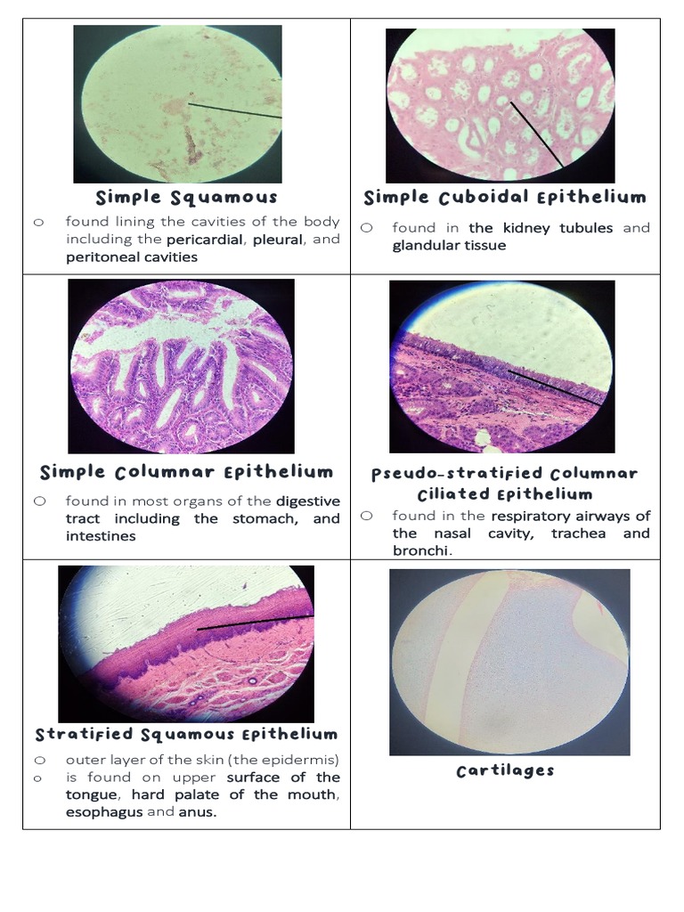 Anaphy Laboratory (Specimens) | PDF | Science & Mathematics