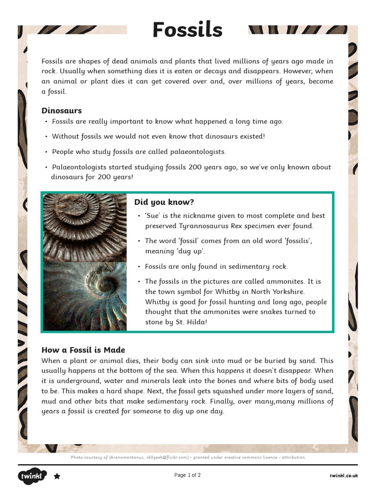 Fossils Reading Comprehension | PDF | Fossil | Paleontology