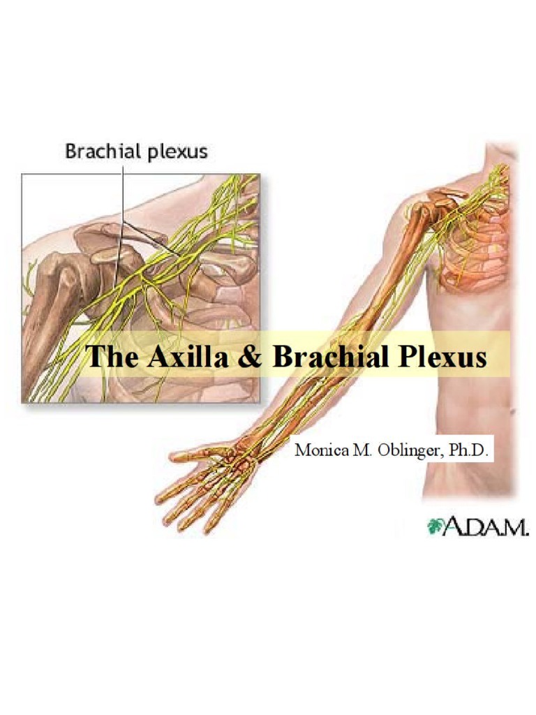 Arm Anatomy | PDF | Elbow | Arm