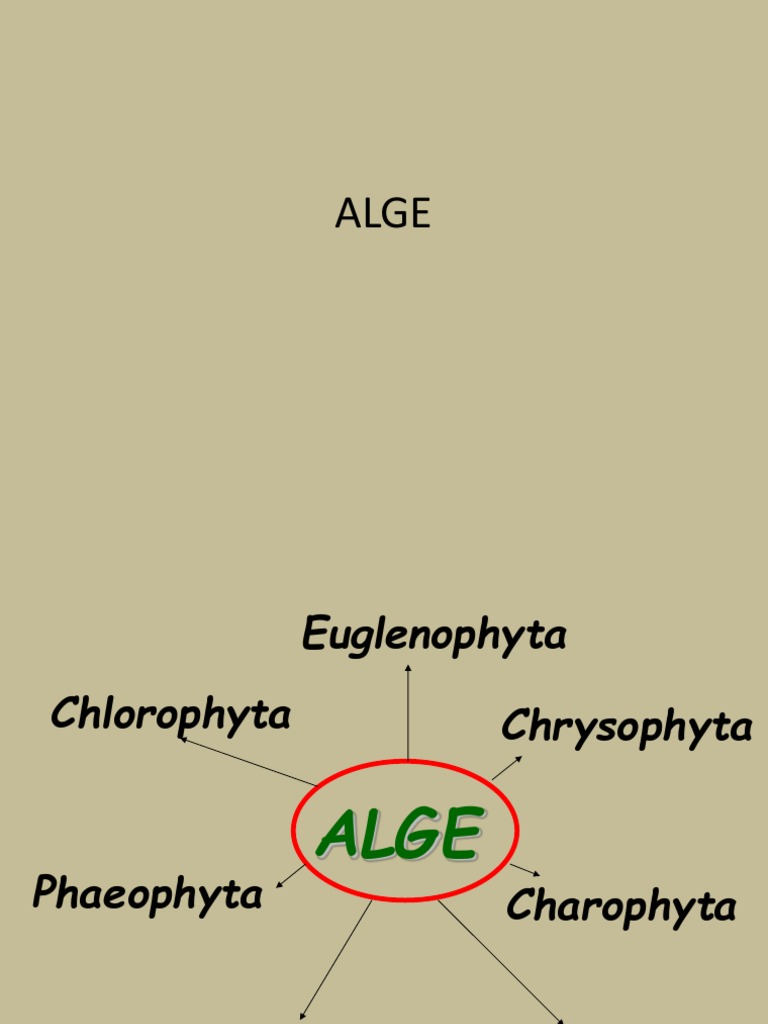Alge | PDF