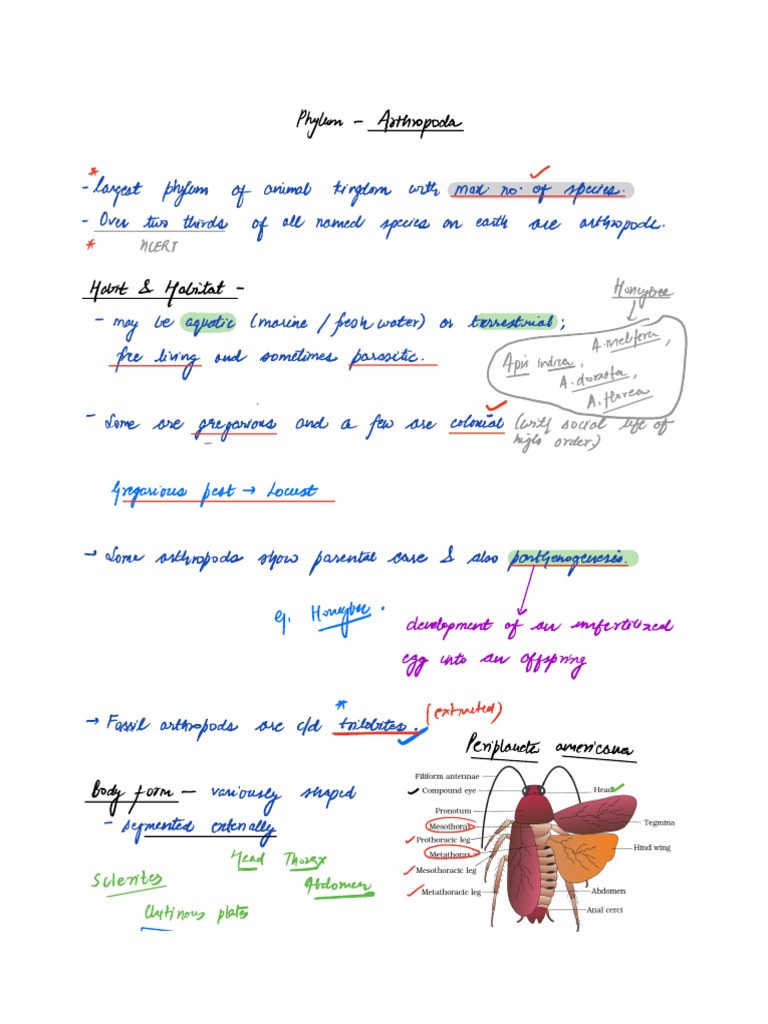 Phylum Arthropoda Pdf