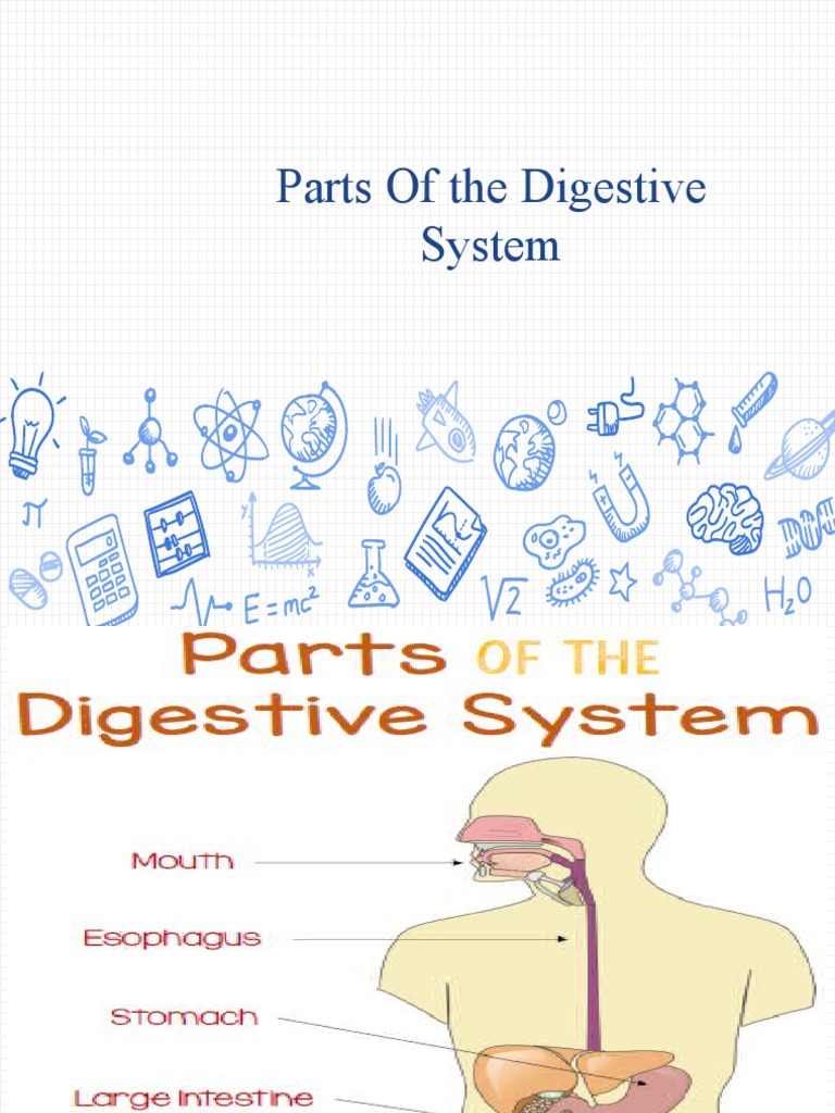 L2. Parts of The Digestive System | PDF | Human Digestive System ...