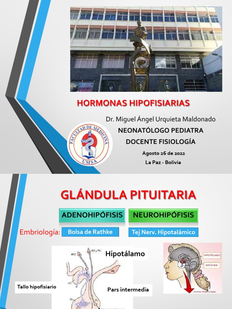 Hormonas Hipofisis | PDF | Glándula pituitaria | Hormona estimulante de ...
