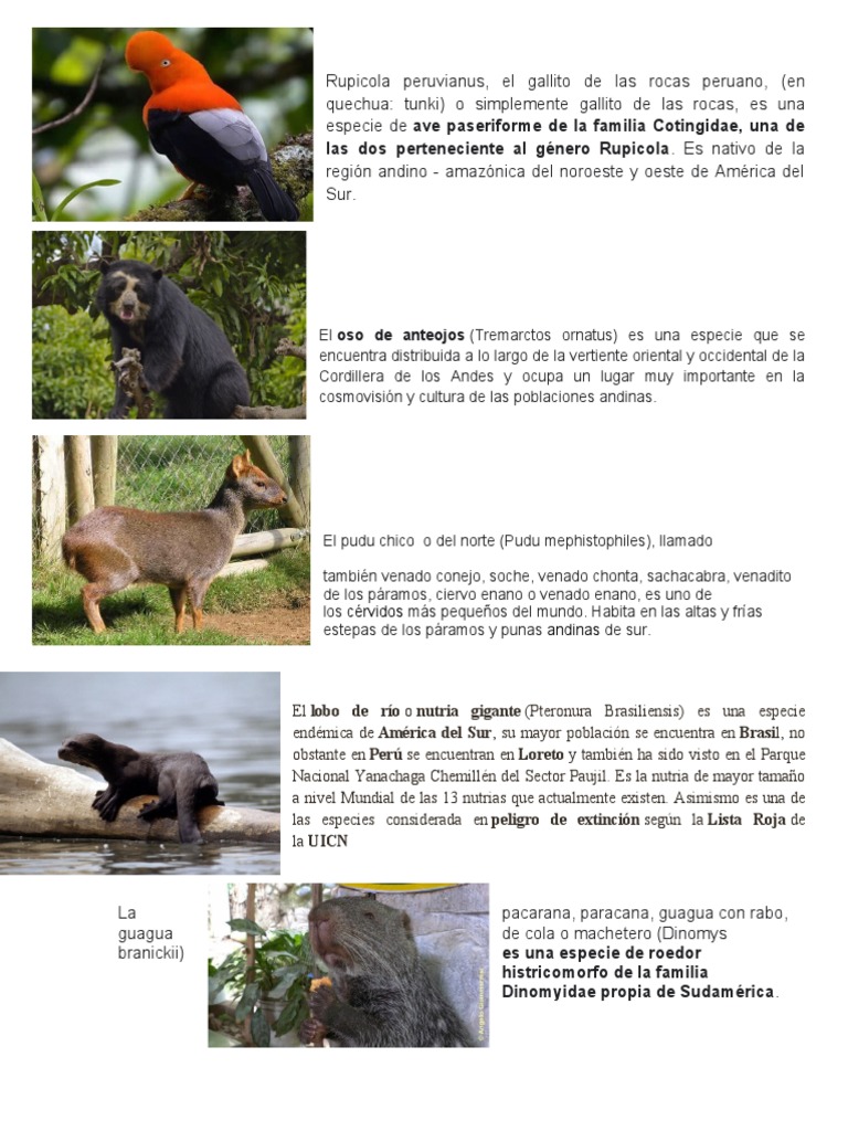 Animales de Oxapampa | PDF
