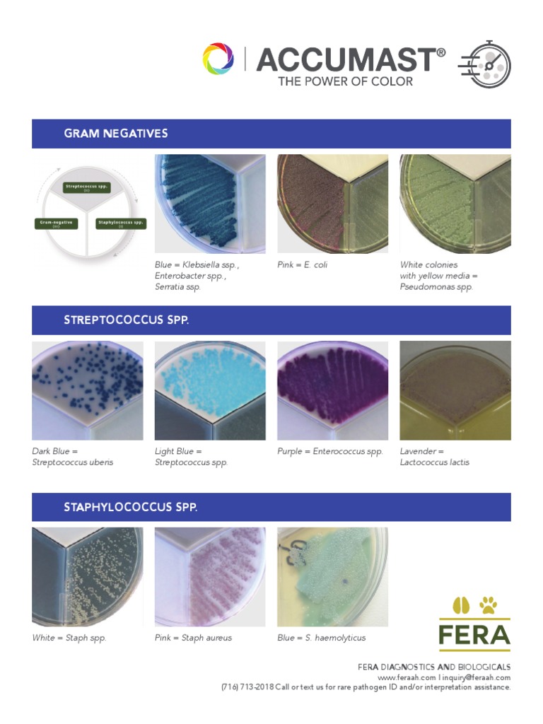 AccuMast Guide 2020 r1 | PDF | Staphylococcus | Milk