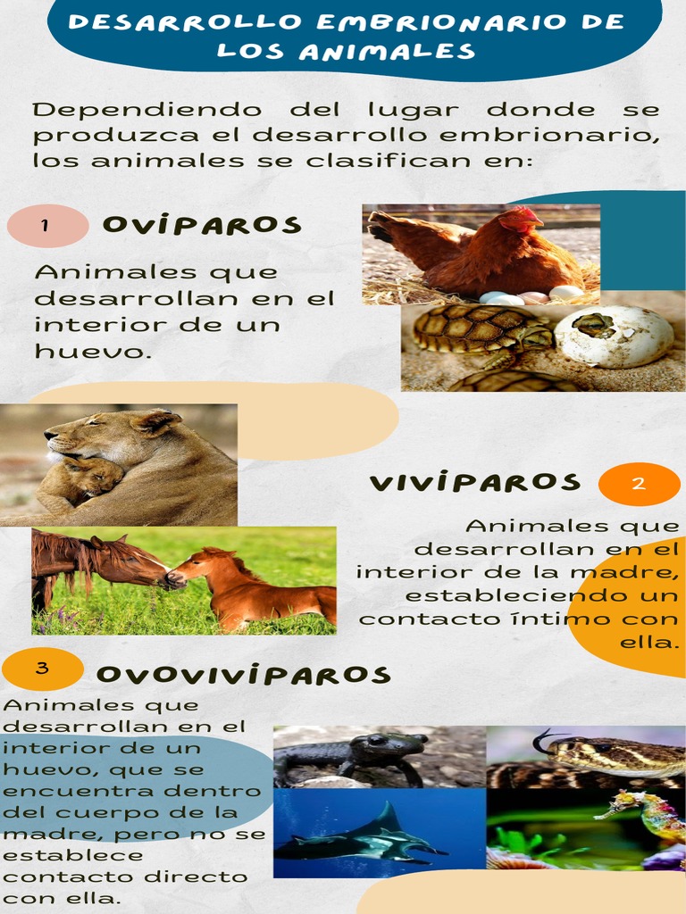Desarrollo Embrionario de Los Animales | PDF | Salud y bienestar | Ciencia y matemáticas