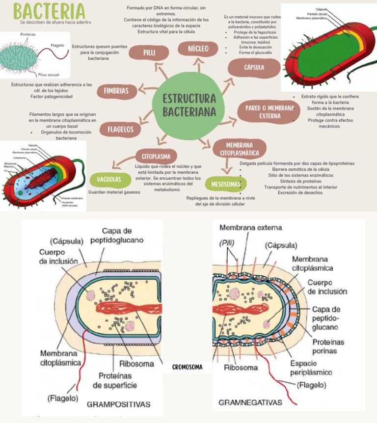 Estructura y Función de la Bacteria | PDF | Las bacterias | Membrana ...