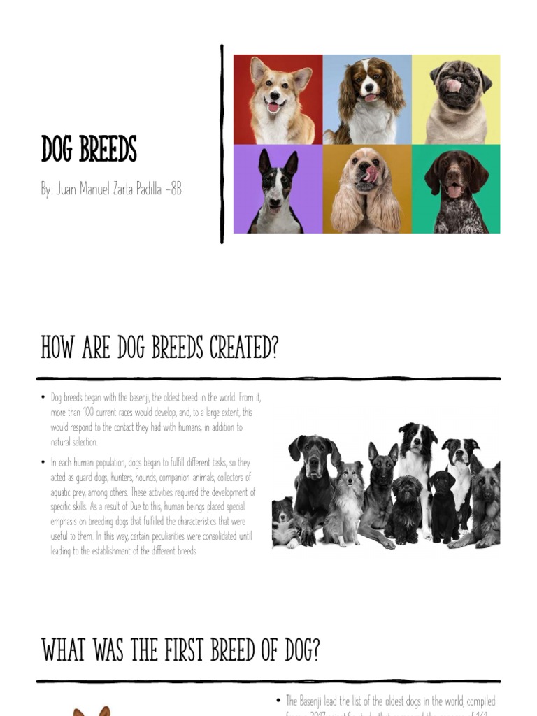 Dog Breeds | PDF | Dogs | Dog Breeds