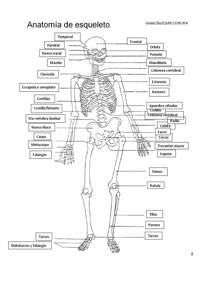 Esqueleto Humano: Partes y Nombres | PDF