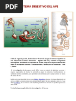 Pico de Las Aves y Sus Adaptaciones, Generalistas y Especialistas PDF | PDF