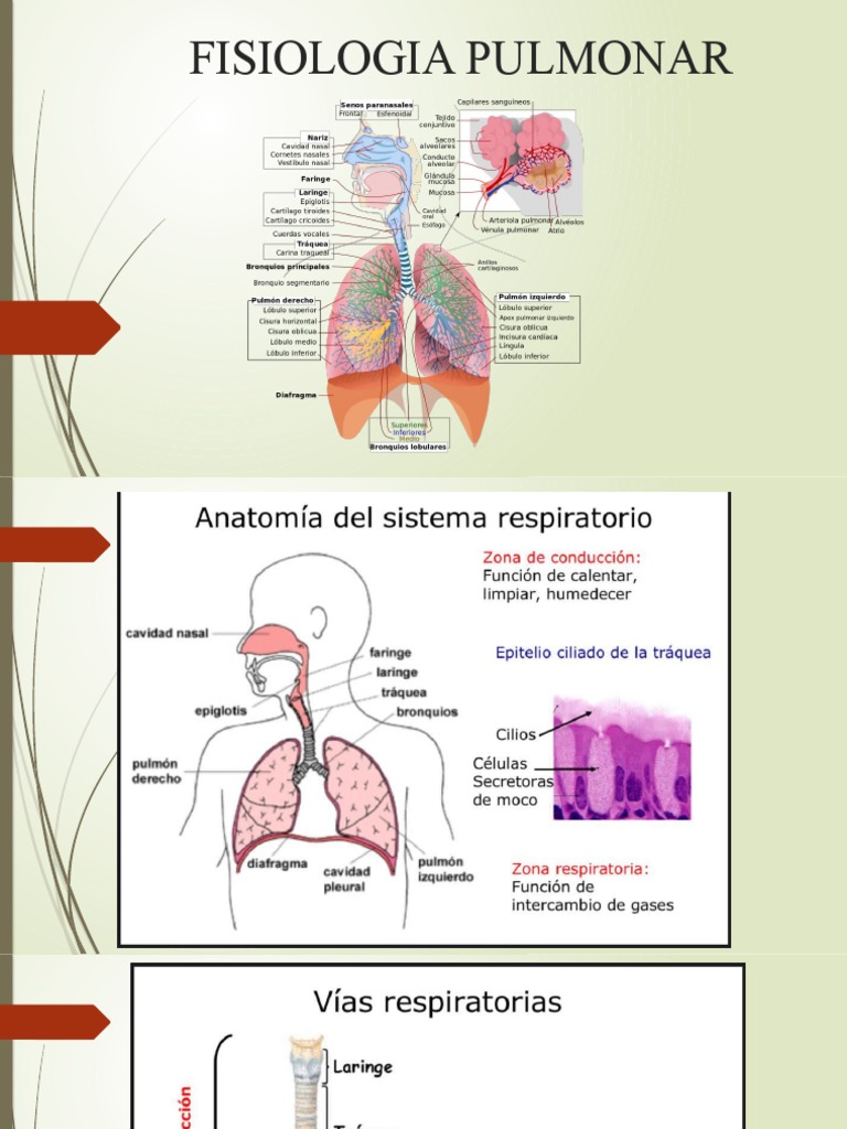 Fisiologia Pulmonar | PDF | Sistema respiratorio | Pulmón