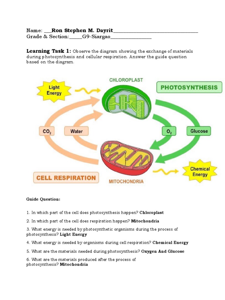 Learning Task 1 | PDF | Photosynthesis | Cellular Respiration