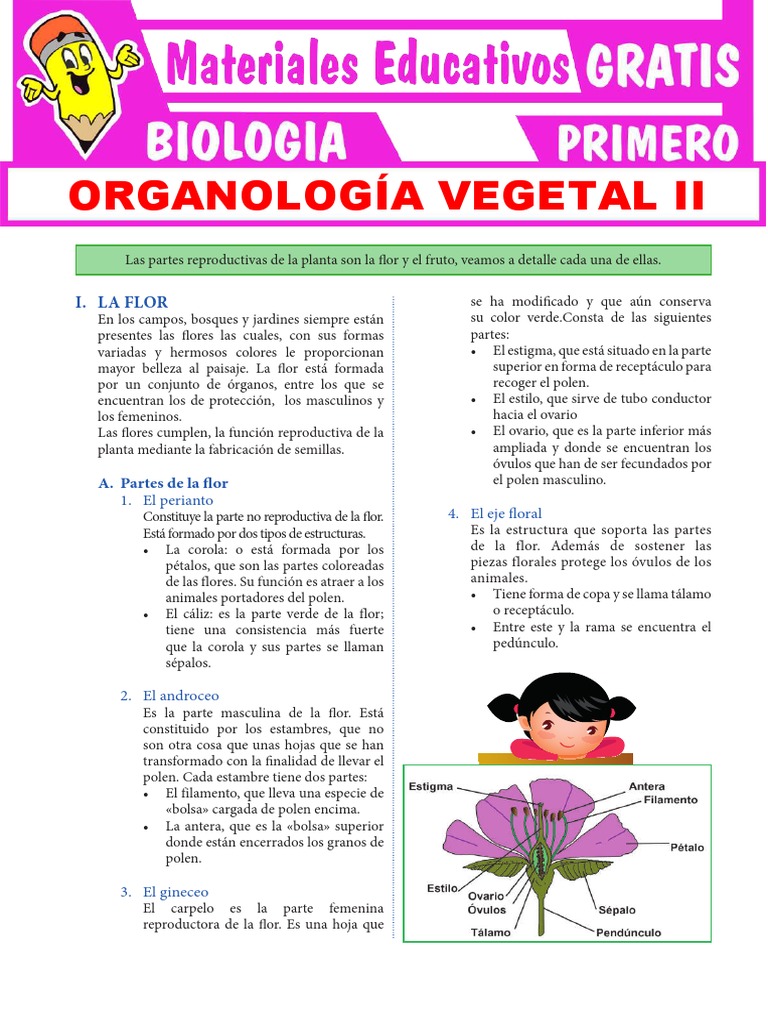 Partes de la Flor y el Fruto | PDF | Flores | Fruta