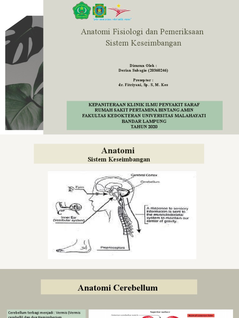 Anatomi Fisiologi Dan Pemeriksaan Sistem Keseimbangan | PDF