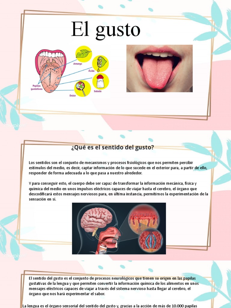 El Gusto | PDF | Gusto | Neurociencia