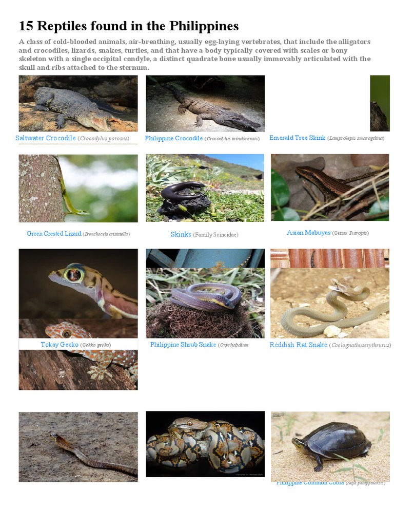 Reptiles | PDF | Social Science | Home & Garden