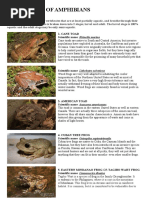 Classification of Frogs | PDF | Frog | Amphibian