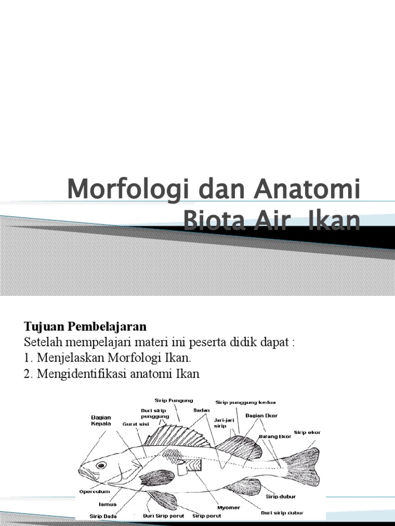 Morfologi dan Anatomi Ikan | PDF