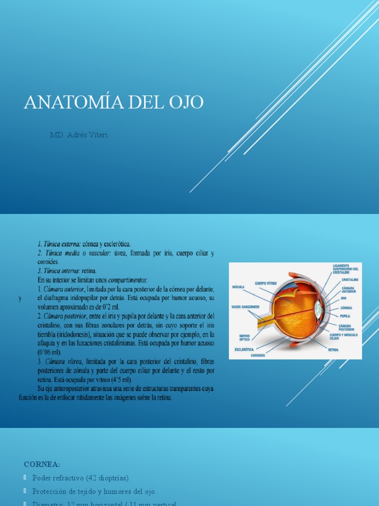 Anatomía y partes del ojo | PDF | Córnea | Ojo humano