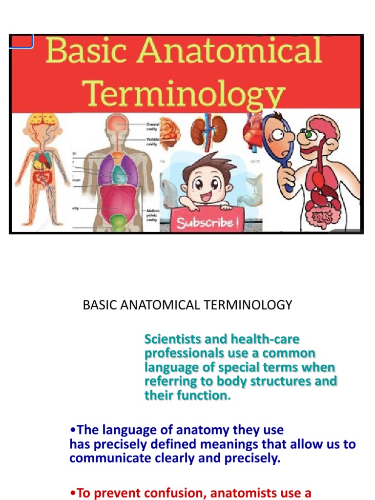 Lecture 4 - A&P - Basic Anatomical Terminology | PDF | Anatomy | Human Leg