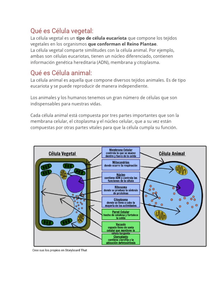 Celula Animal y Vegetal | PDF | Ciencia y matemáticas