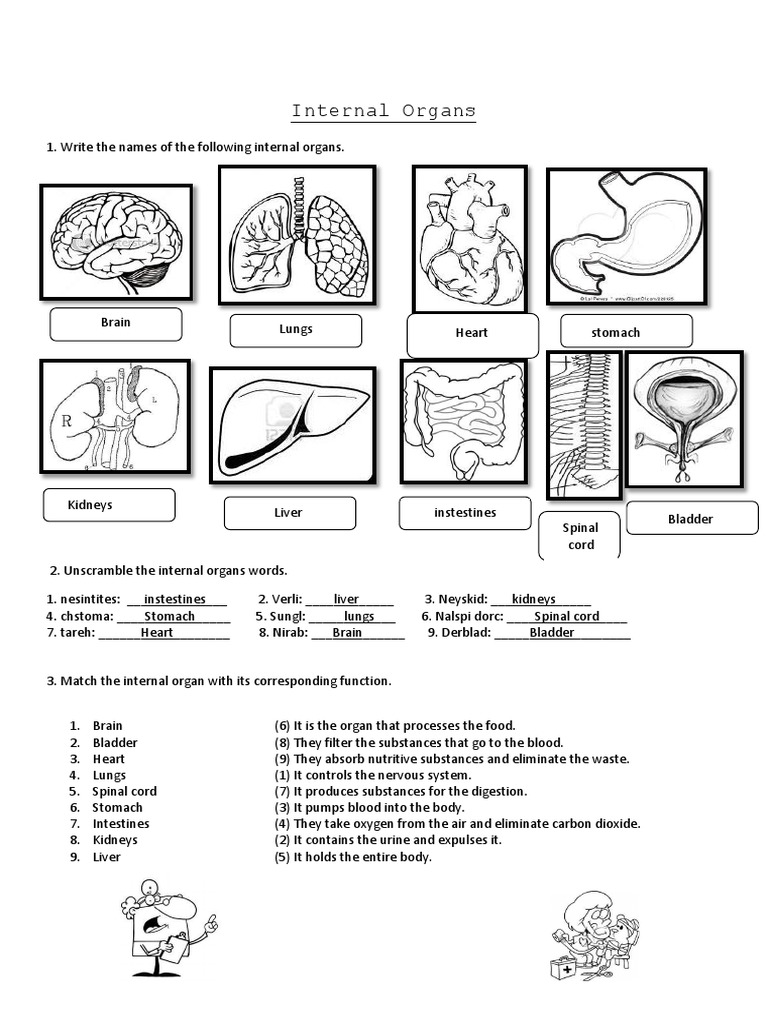 Internal Organs Fun Activities Games - 30643 | PDF