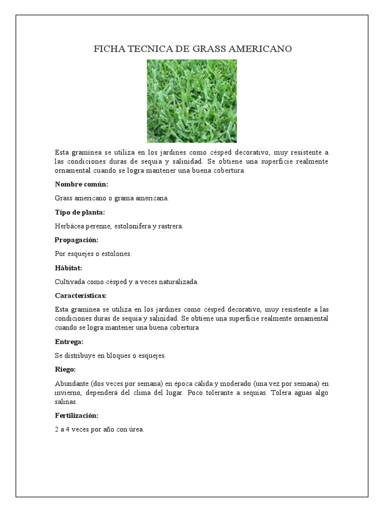 Ficha Tecnica de Grass Americano | PDF | Hierba | Plantas