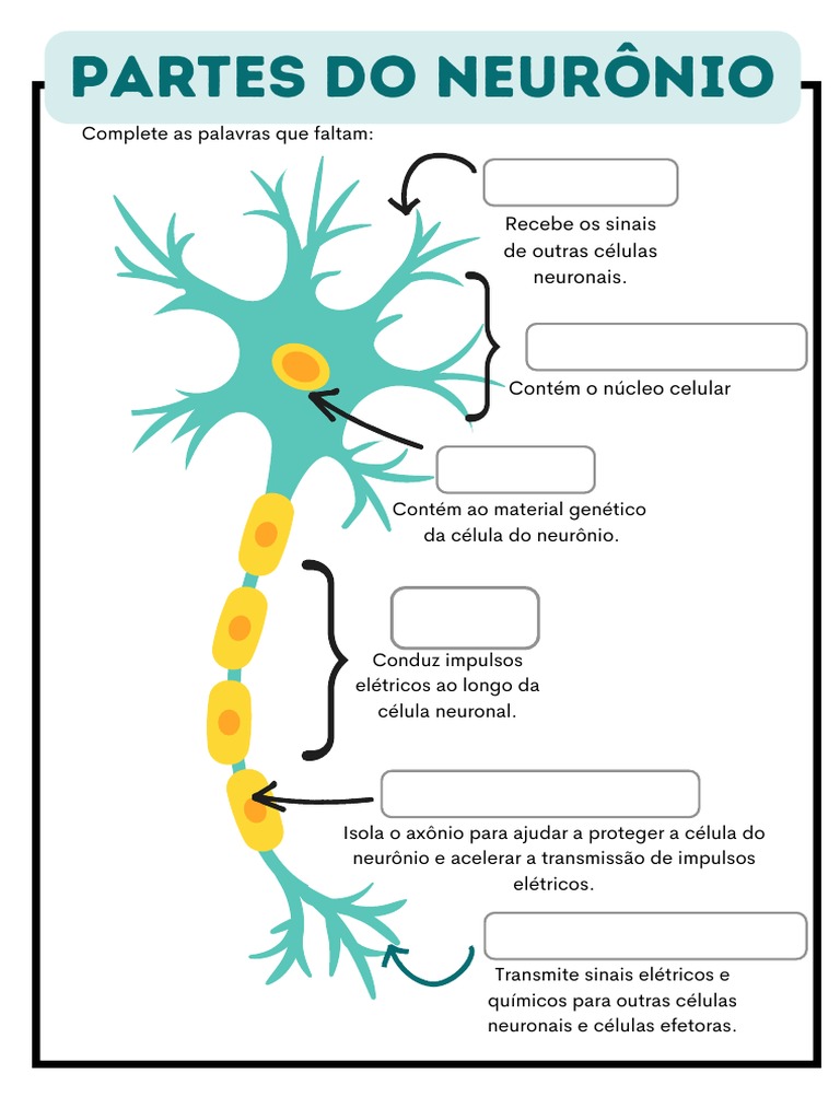 Partes Do Neurônio | PDF | Neurônio | Axônio
