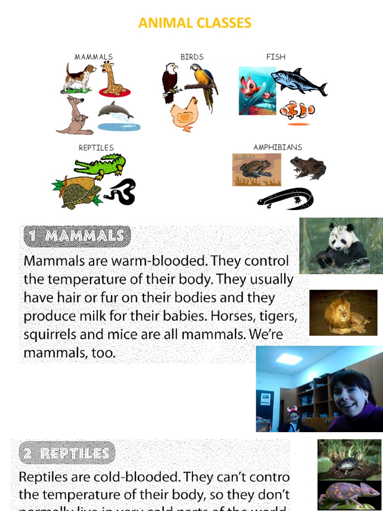 Animal Classification | PDF