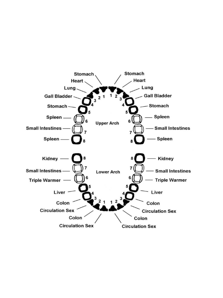 1.Tooth Organ Chart | PDF